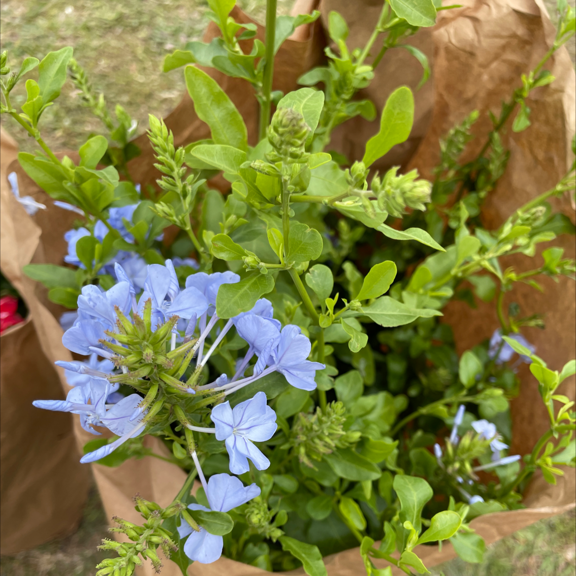 💧 Why Are My Blue Plumbago Leaves Droopy?