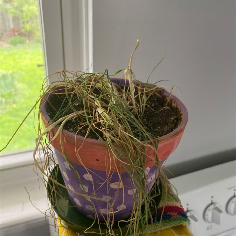 Why Is My Chinese Chives Not Doing Well?