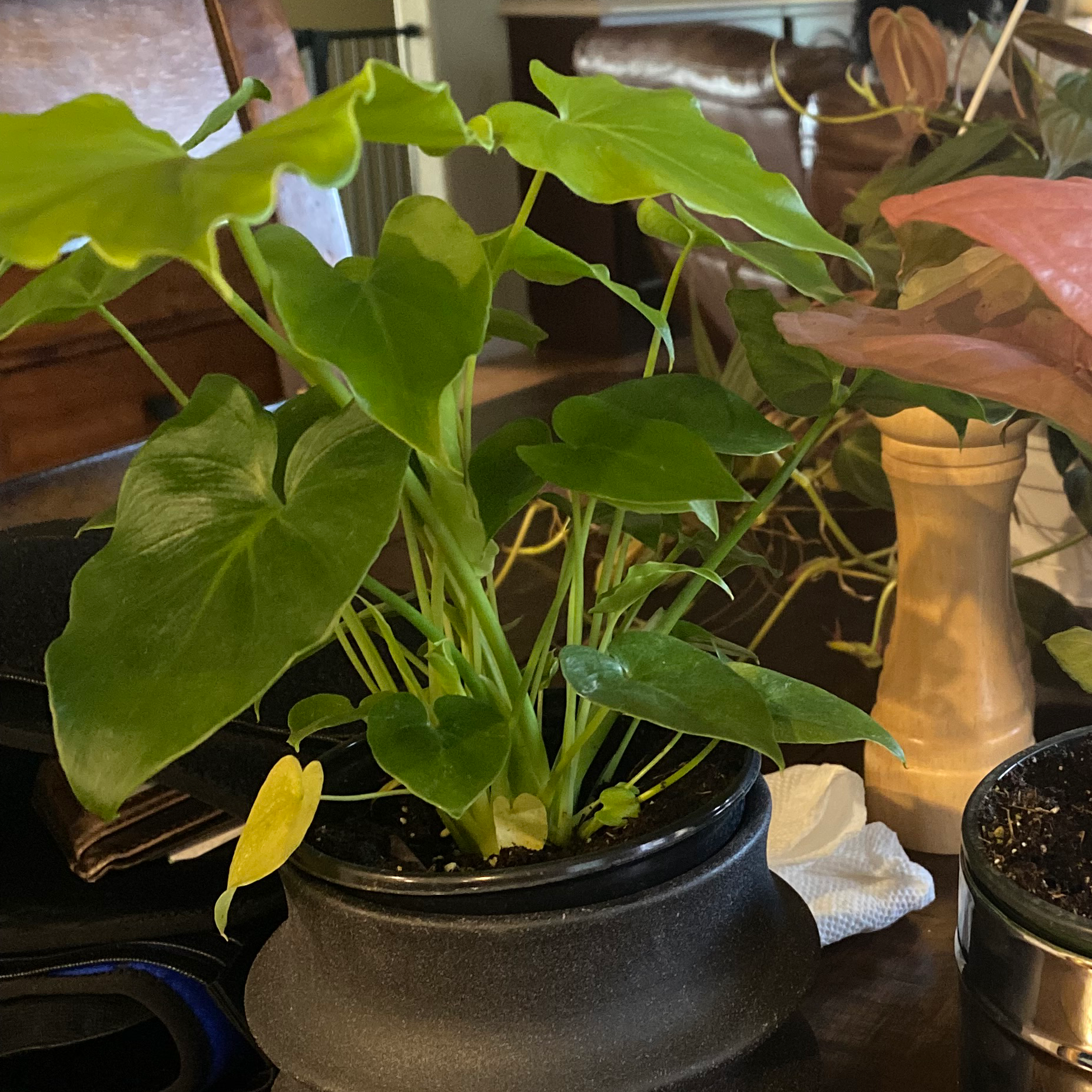 🍂 Why Are My Philodendron 'Hope' Leaves Turning Yellow?