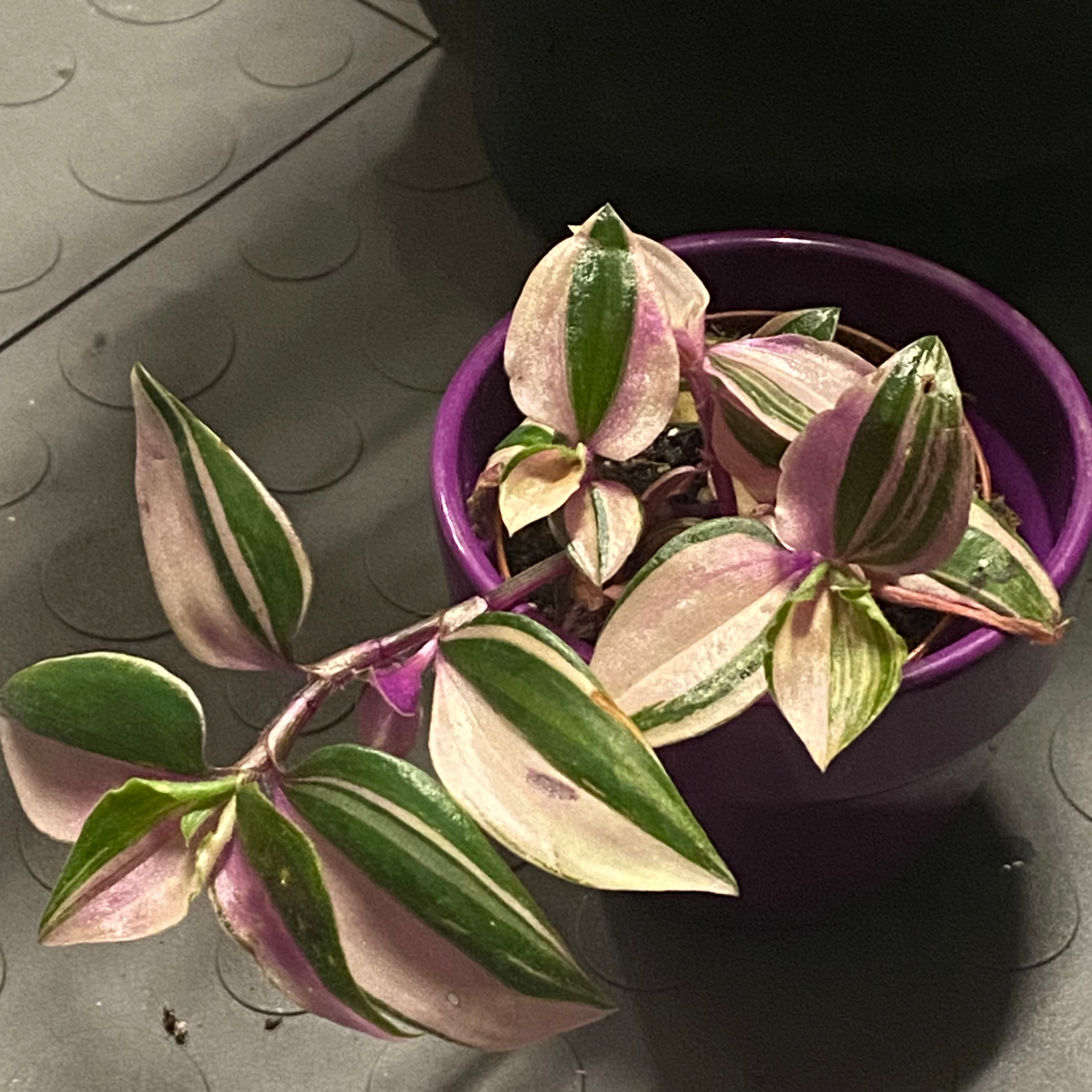 10 Advantages of Having a Tradescantia Blushing Bride