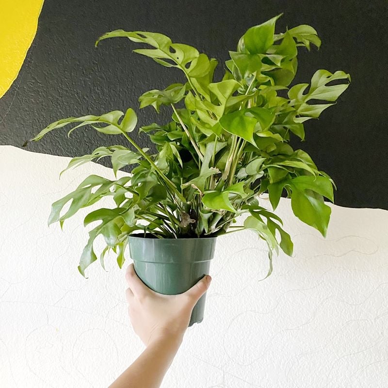 Why Are There Black Spots on My Mini Monstera Leaves?