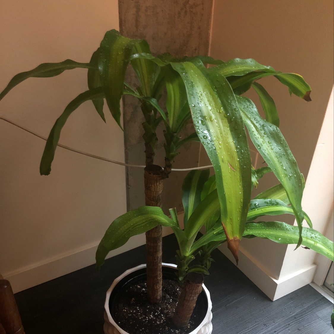 How Can You Tell If A Cornstalk Dracaena Is Dying?