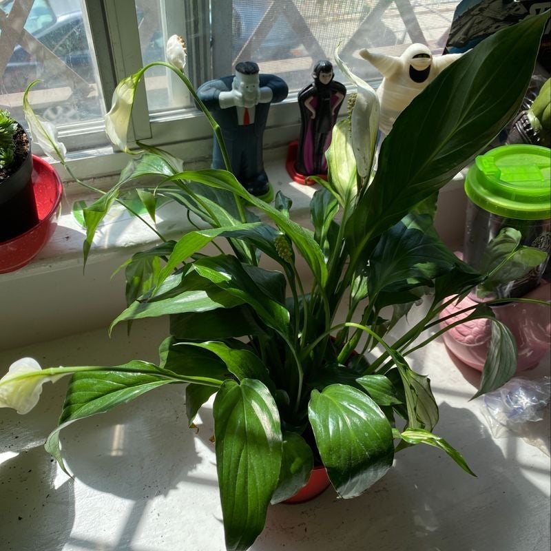 💩 Fertilizing Your Peace Lily