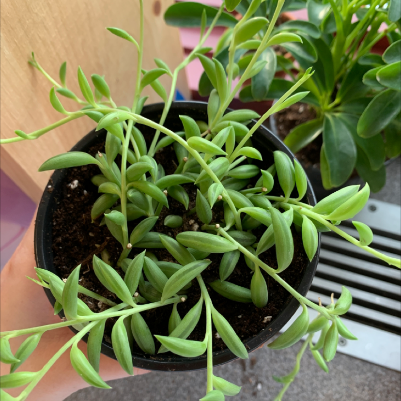 🍌 Light Requirements For Your String of Bananas by Season