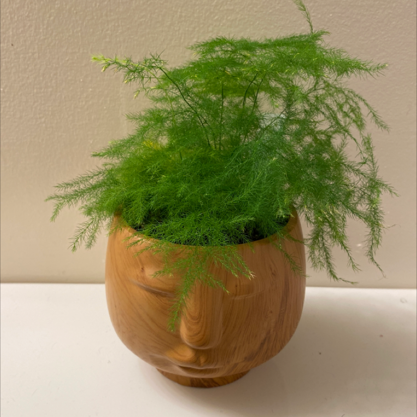 How Do I Propagate My Asparagus Fern?