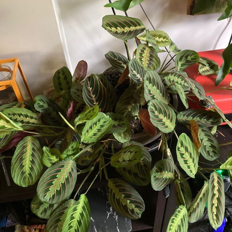 🌺 What Does It Mean When Red Prayer Plant Blooms?