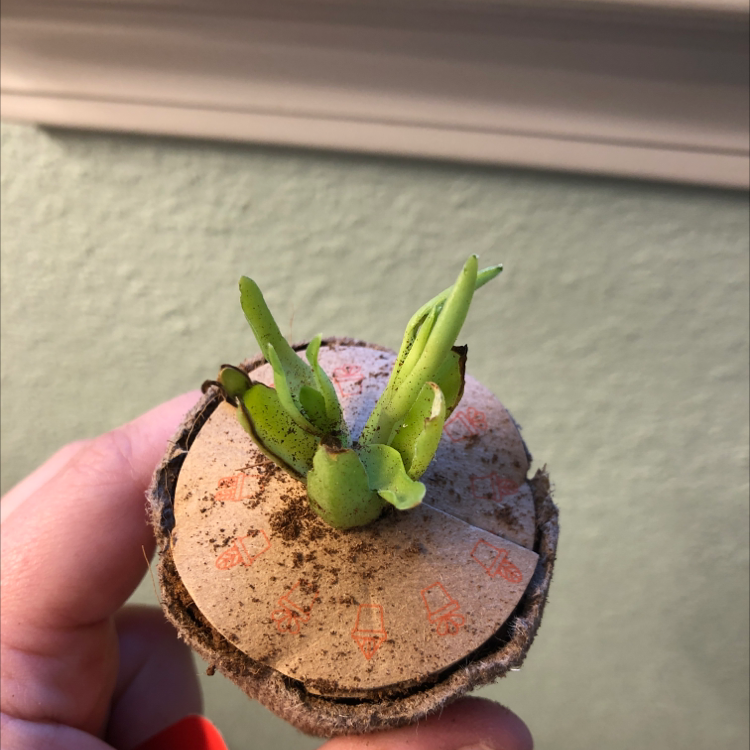 Propagating My Watch Chain: Step-by-Step Guide