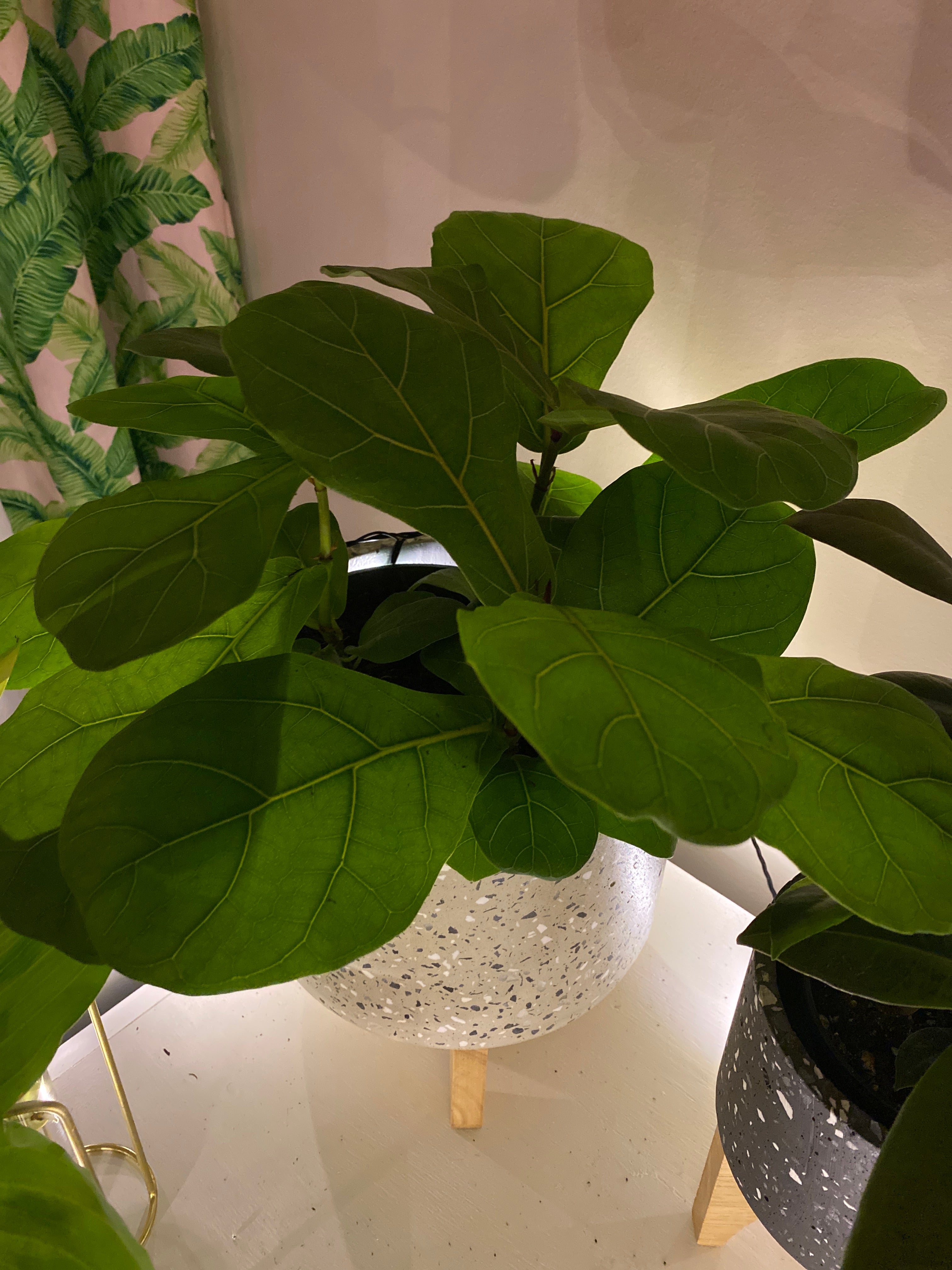 Propagating Your Fiddle Leaf Fig: Step-by-step Guide 👶