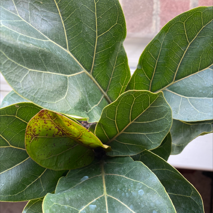 Why Are There Black Spots On My Fiddle Leaf Fig Leaves?