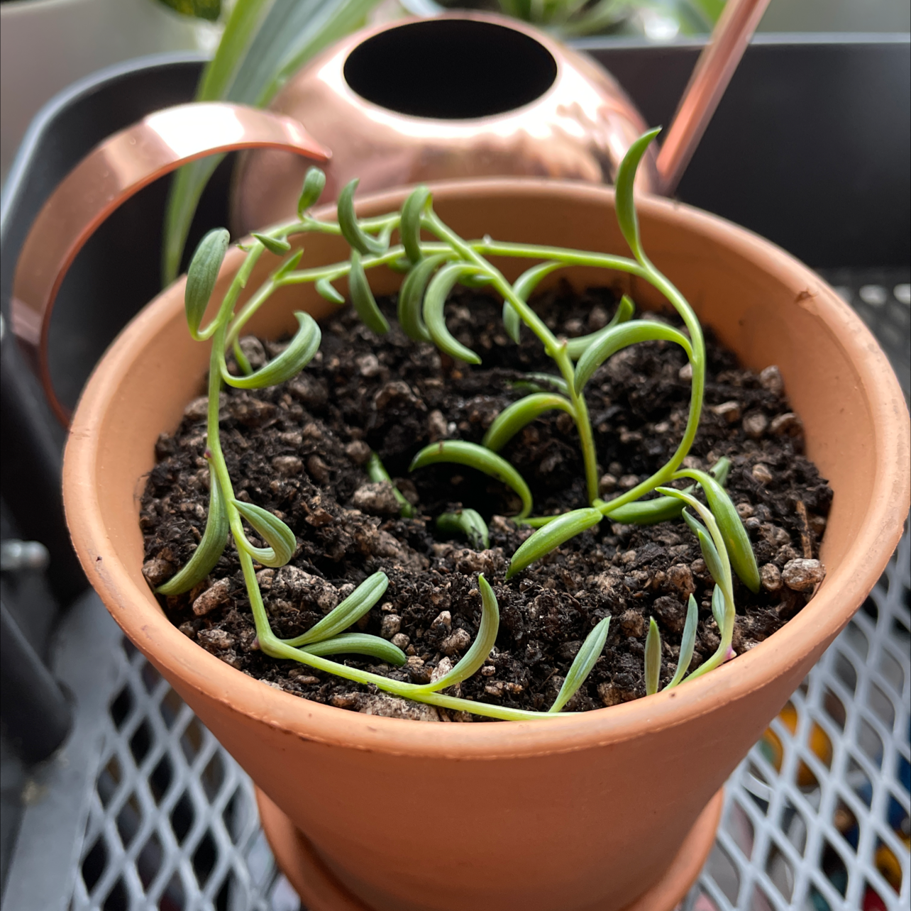 Propagating String Of Bananas 🍌: The Ultimate Guide