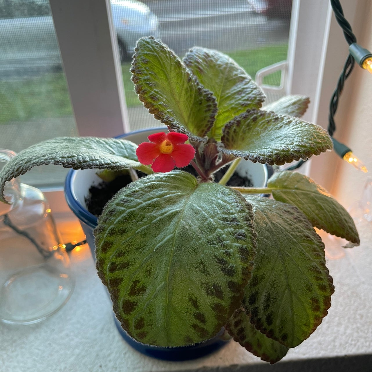 Propagating Episcia lilacina: The Ultimate Guide