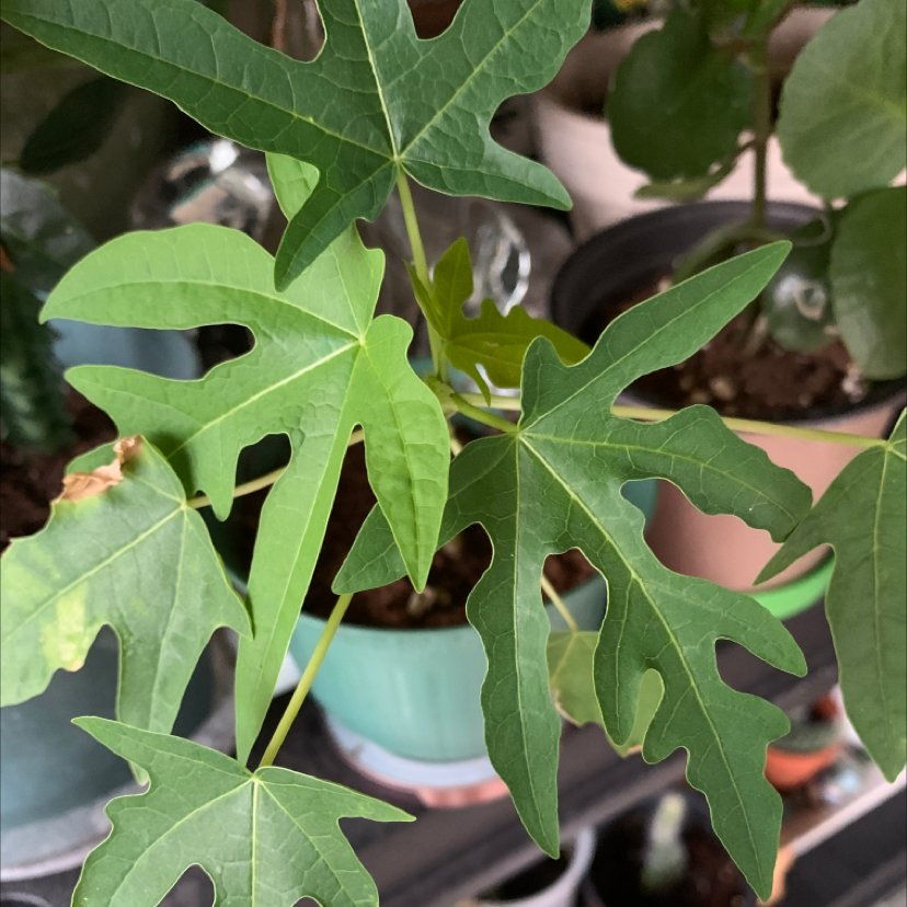 Symbolism and Benefits of the Papaya