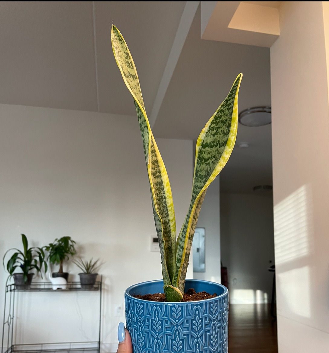 Zeus | A plant by @BeeHive on Greg