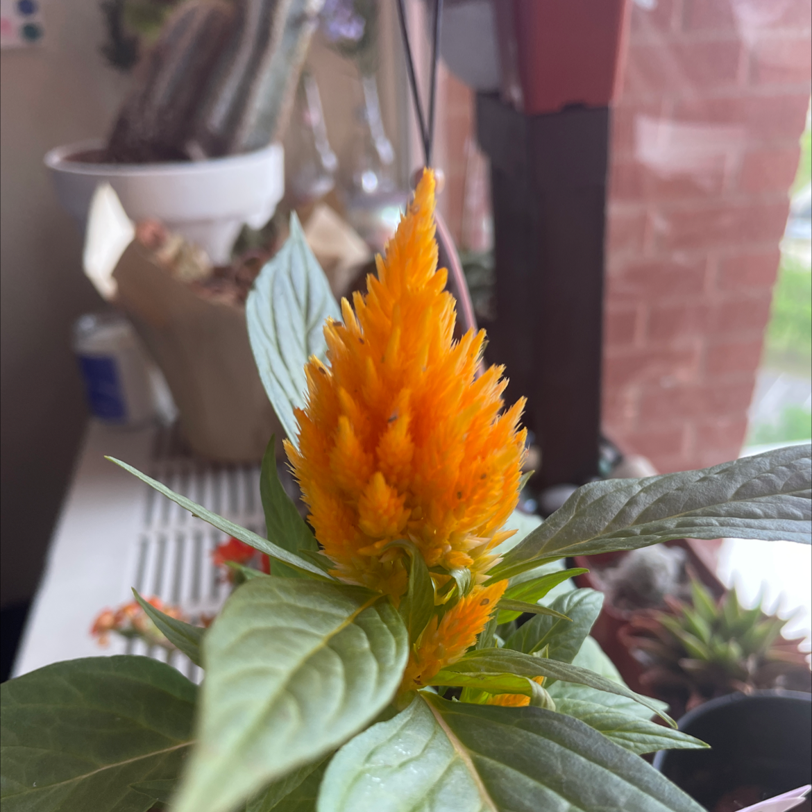 Why Are There Black Spots On My Cockscomb Leaves?