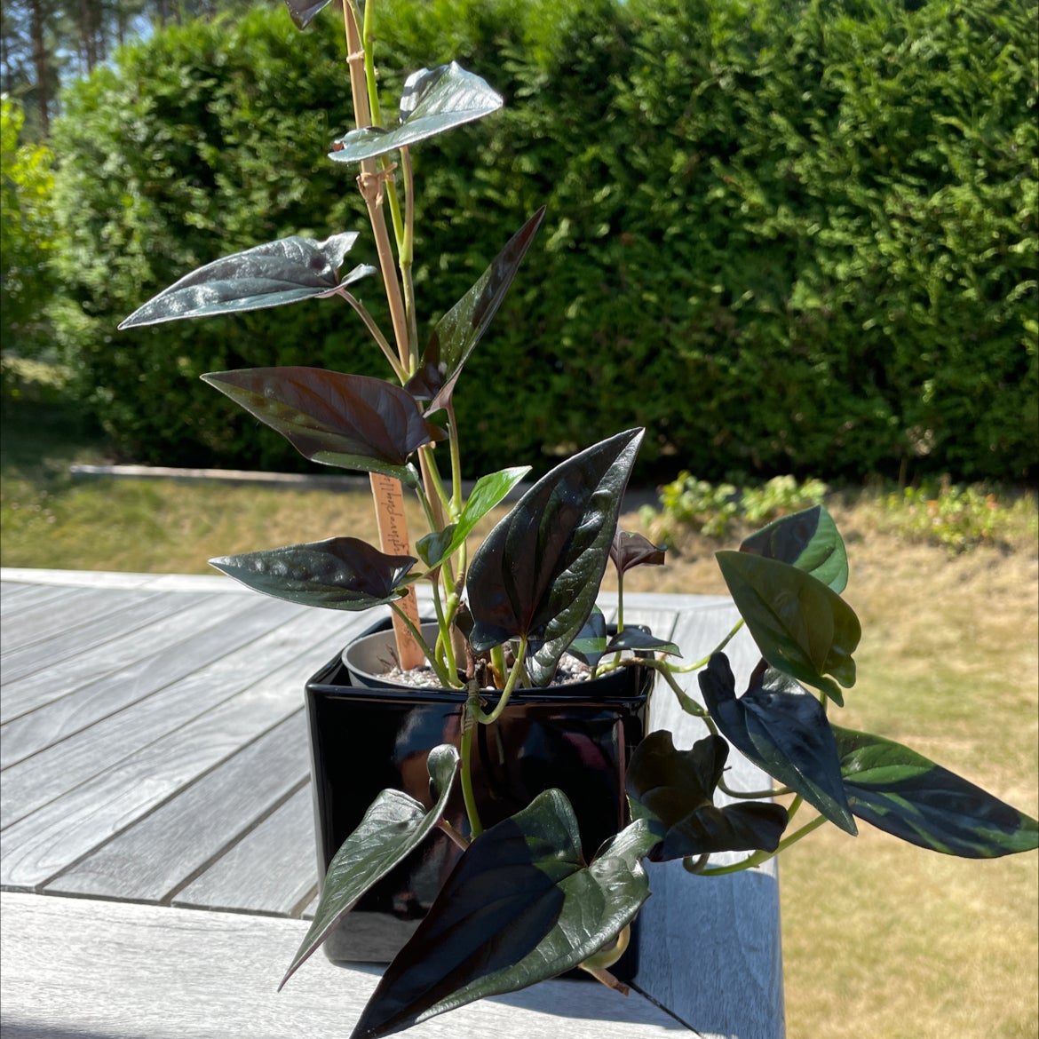 Arrowhead Vine 'Red Arrow' Plant Care: Water, Light, Nutrients | Greg App 🌱