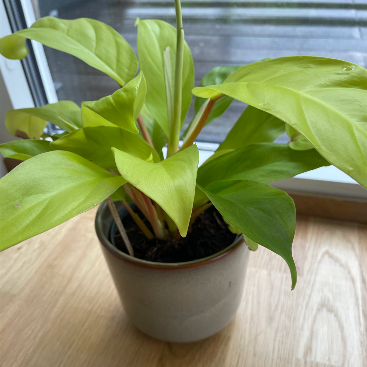 How to Fertilize Your Philodendron 'Malay Gold'