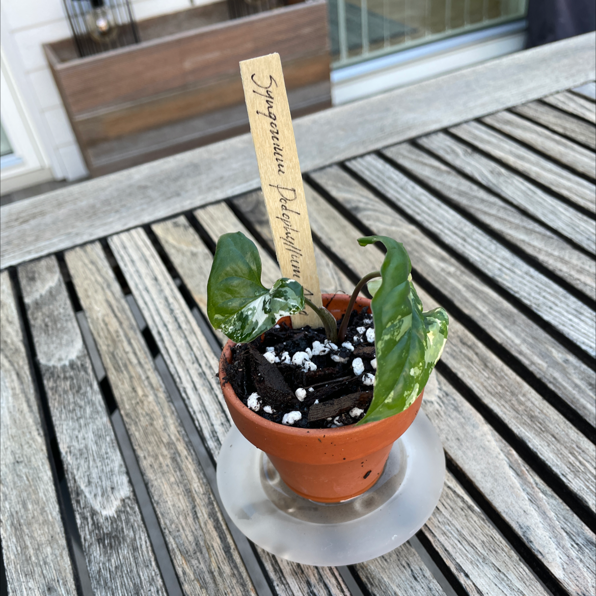 Diagnosing variegated arrowhead vine root rot