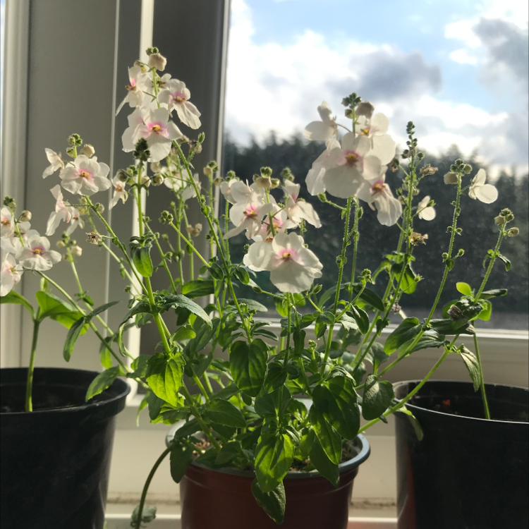 🌼 How to Get a Common Snapdragon to Bloom