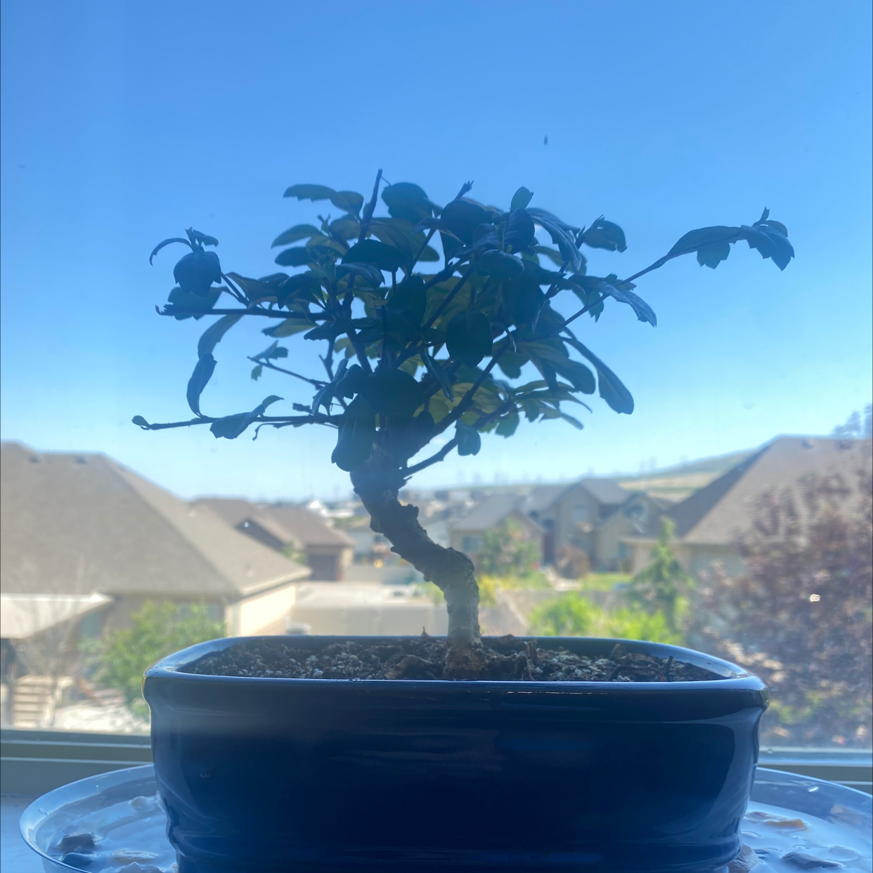 💧 How Much Should I Water My Fukien Tea Tree?