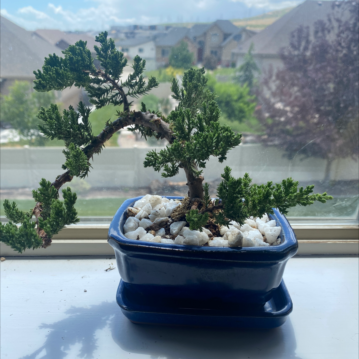 🌡 What Is A Good Temperature Range For My American Juniper?