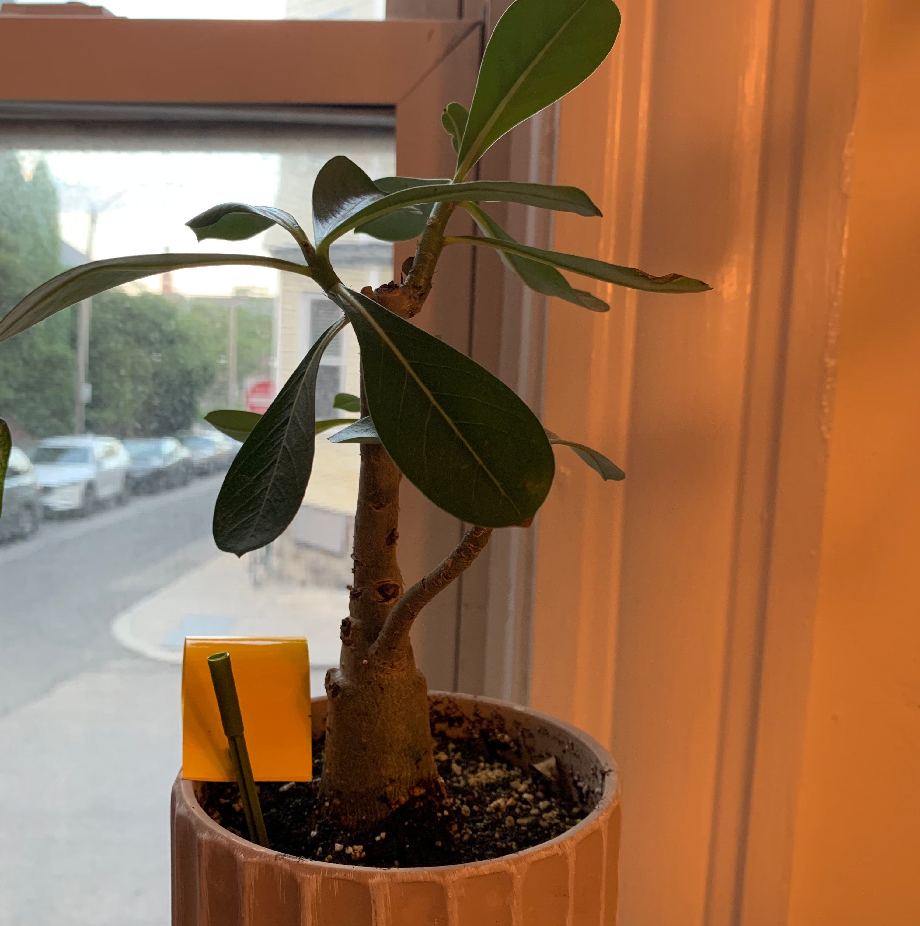 Fertilizing My Desert Rose Plant