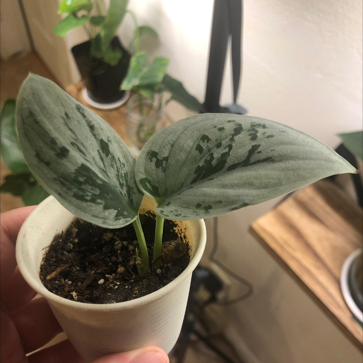 How Much Humidity Does My Silver Anne Pothos Need?