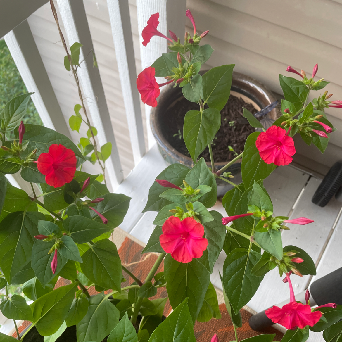 🌞 Is My Marvel of Peru Getting Too Much Direct Sunlight?