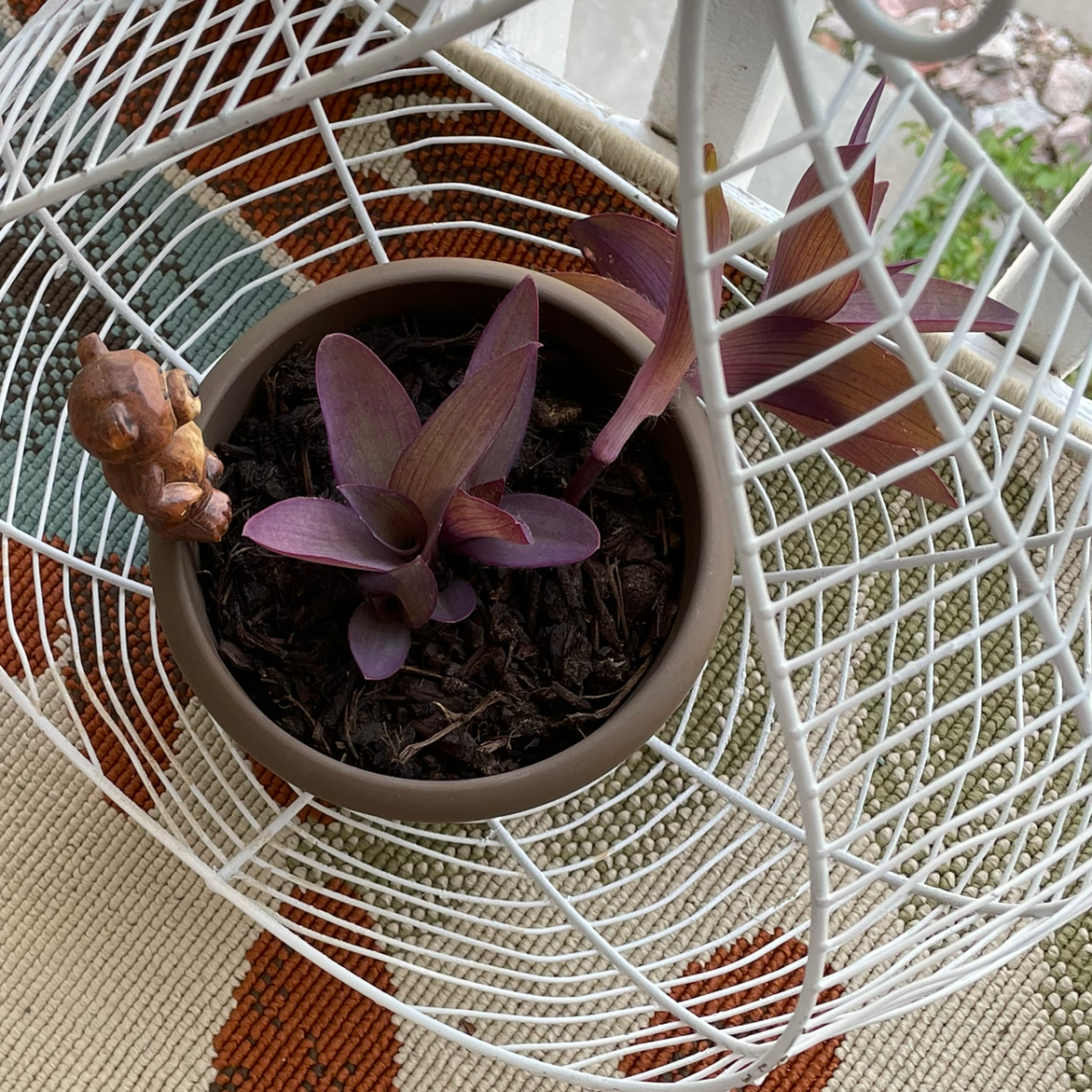 Soil Recommendations for Purple Heart