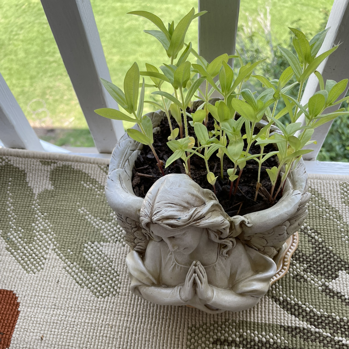 Common Zinnia Root Rot Solutions