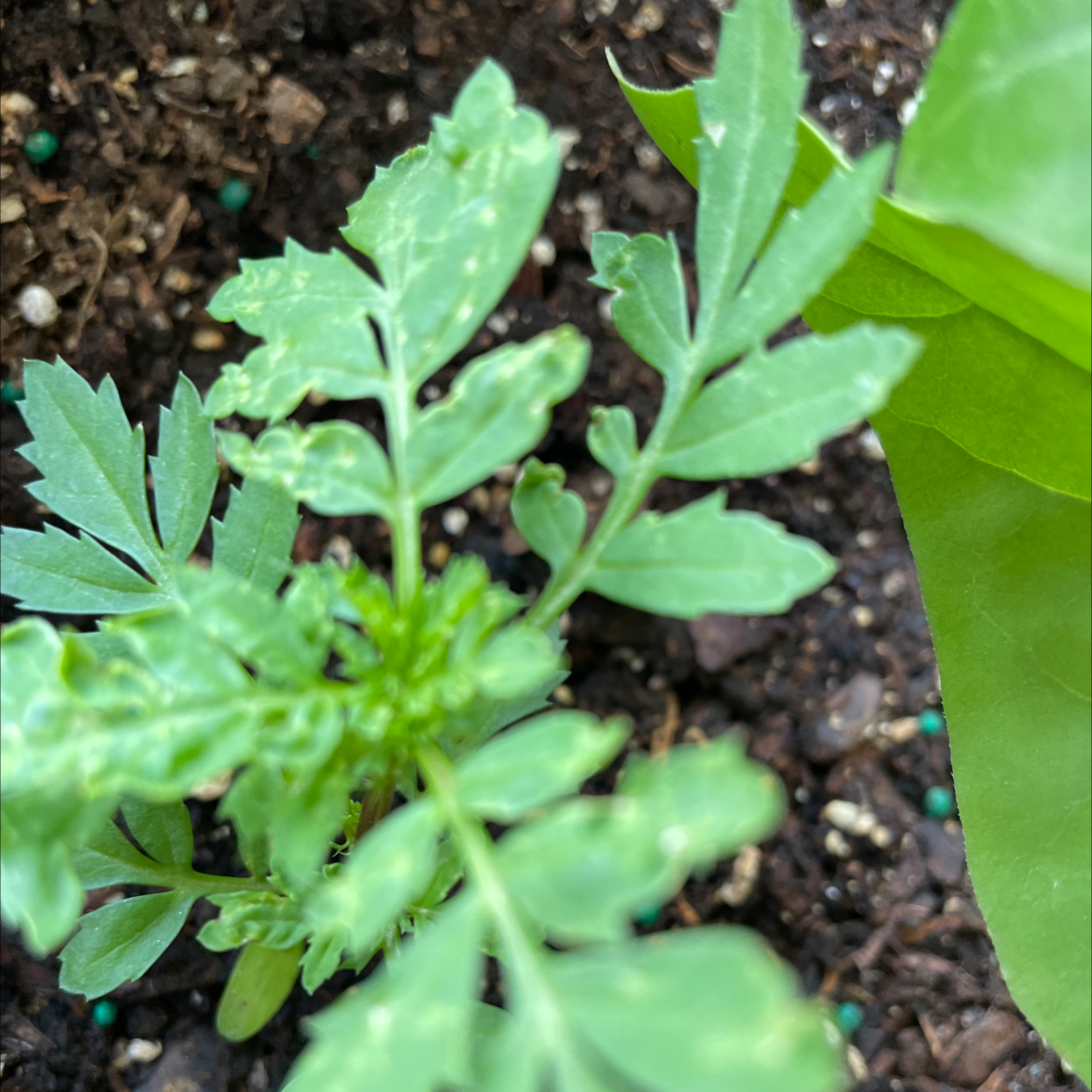 🐛 What Are The Bugs on My African Marigold?