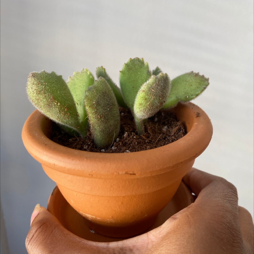 🐼 Best Potting Soil Mix For Panda Plant