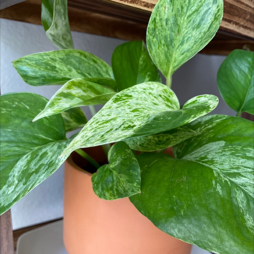 Athena | A plant by @ToriSchwimmer on Greg