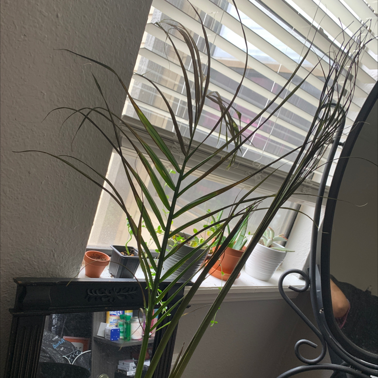 How Do I Propagate My Pygmy Date Palm?
