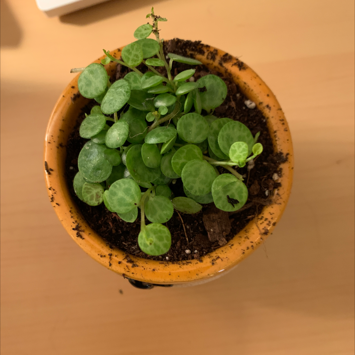 🐢 Your String of Turtles's Light Requirements