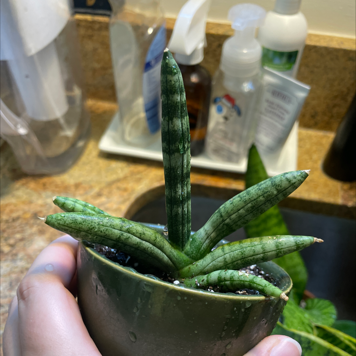 🌟 Symbolism and Benefits of the Starfish Snake Plant