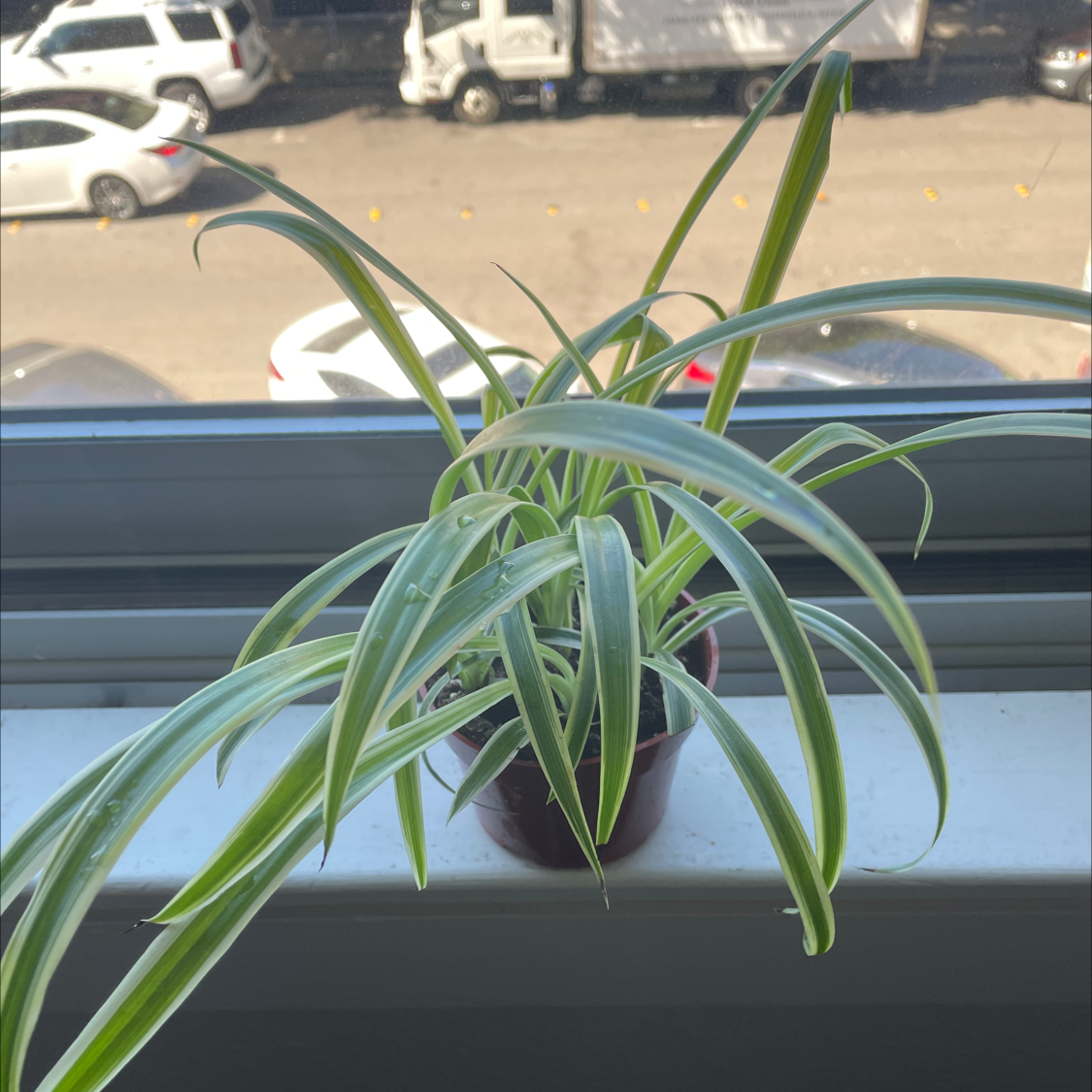 Toby | A plant by @Eczemami on Greg