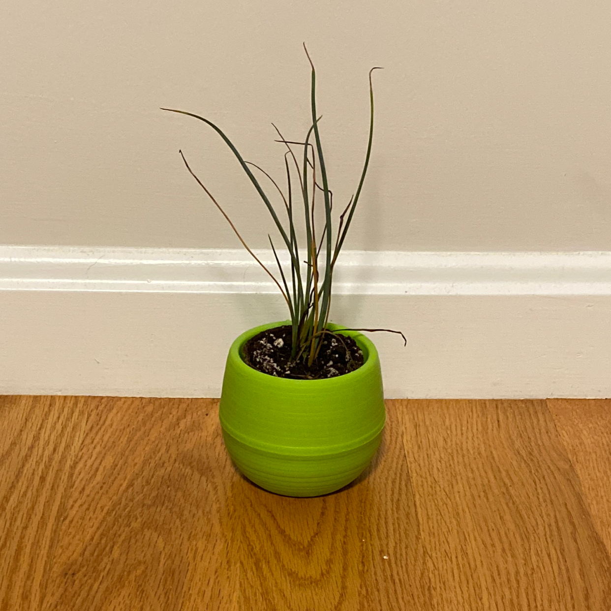 How and When Should I Cut Back My Red Yucca?