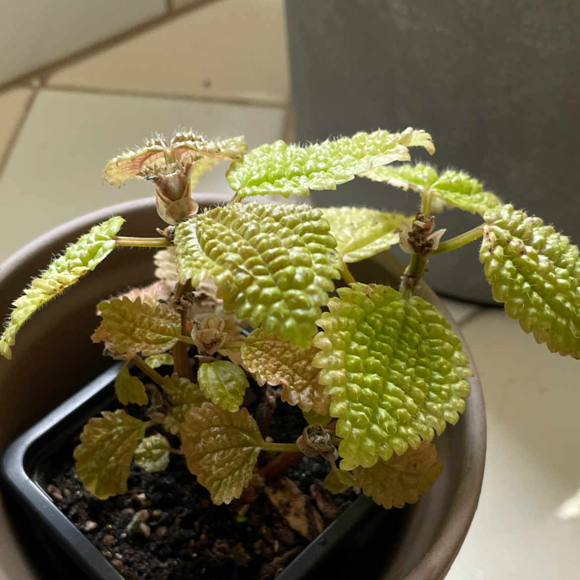 Why Are There Brown Spots on My Pilea mollis?