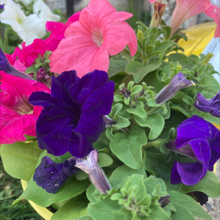 Choosing Fertilizer For My Large White Petunia