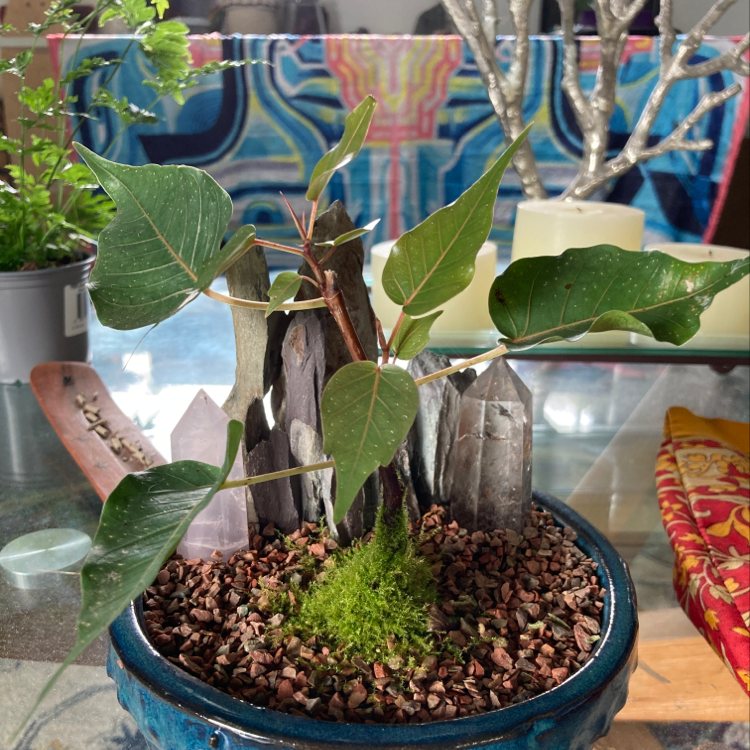 When and Where Should I Trim My Bodhi Tree?