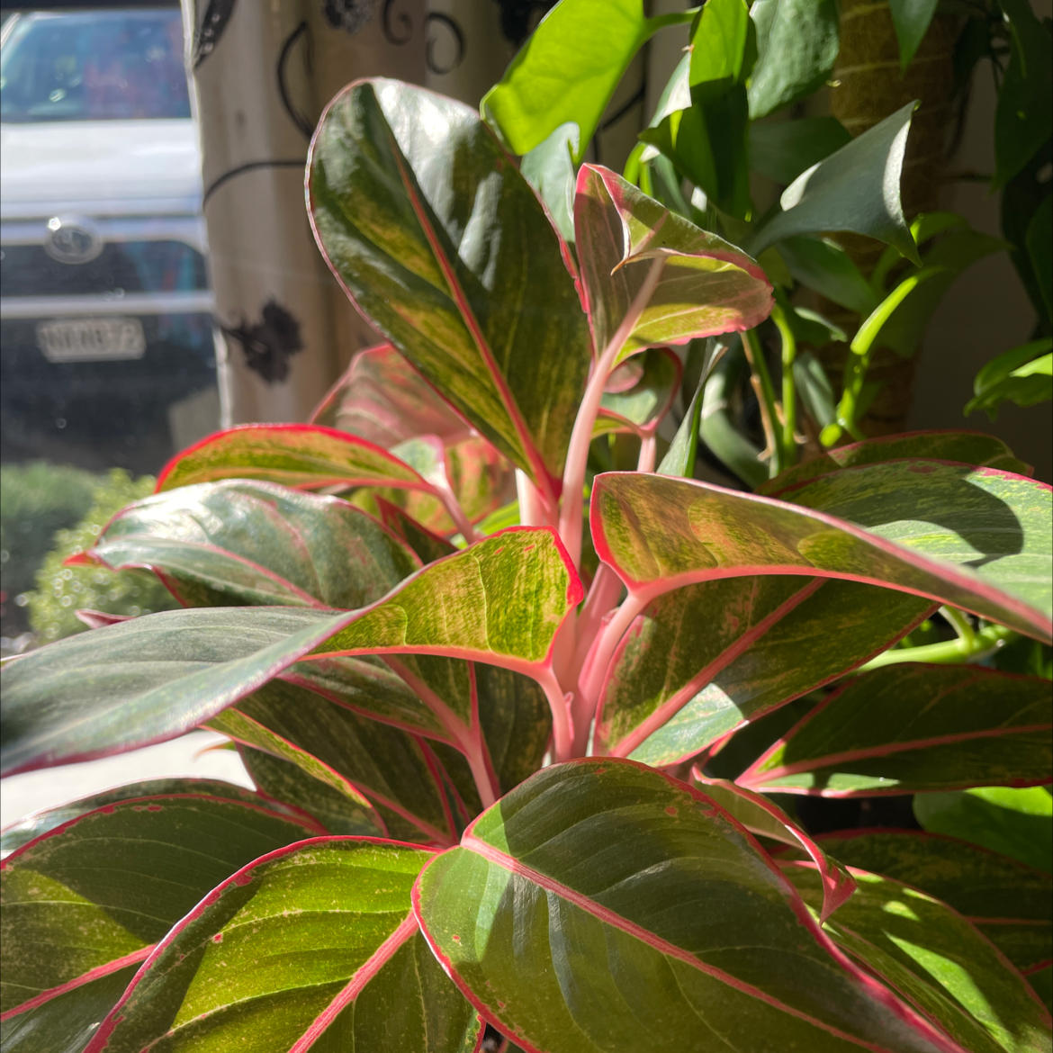 Aglaonema Red Gold Plant Care: Water, Light, Nutrients | Greg App 🌱