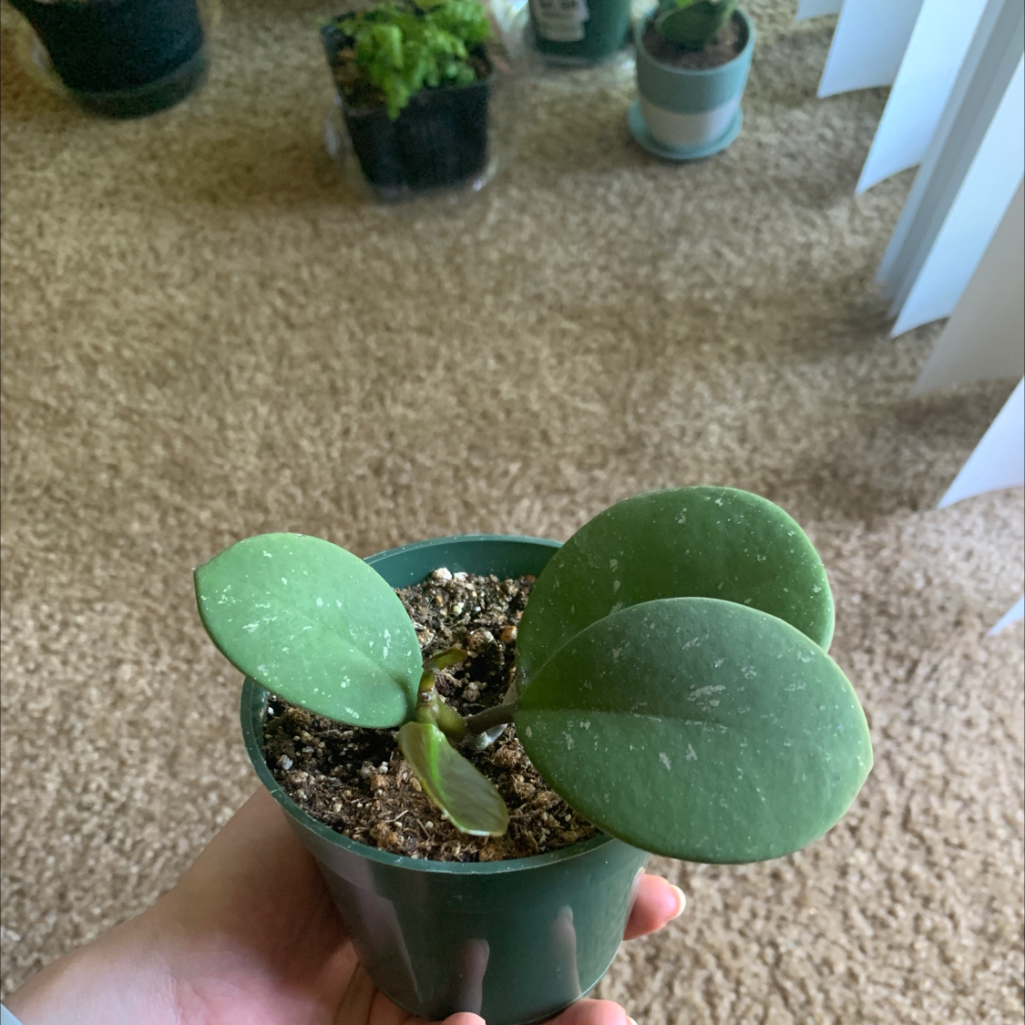 Best Potting Soil Mix for Hoya obovata