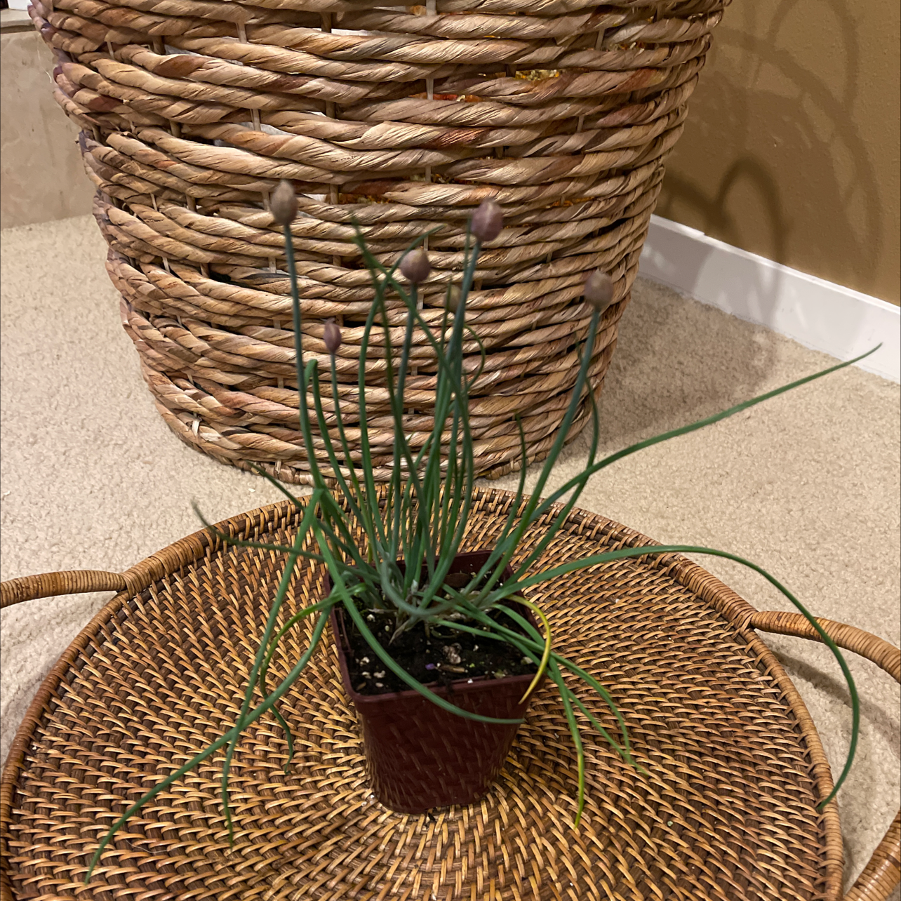 🌸 How to Get Wild Chives to Bloom