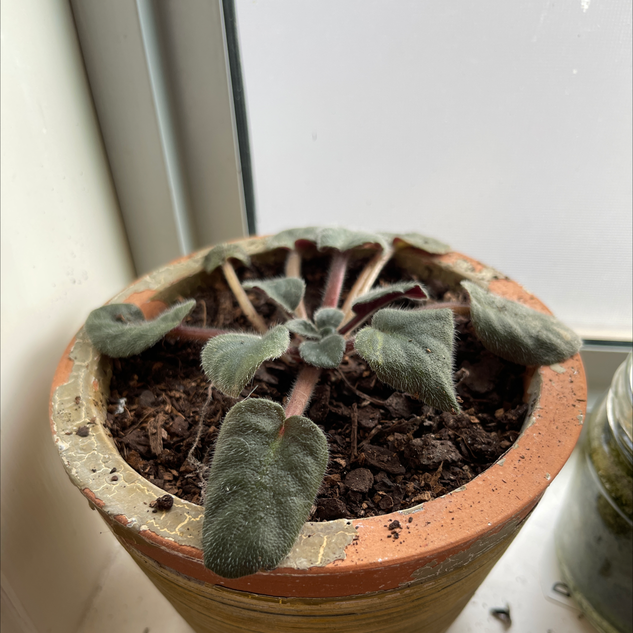 How Do I Cure African Violet Root Rot?