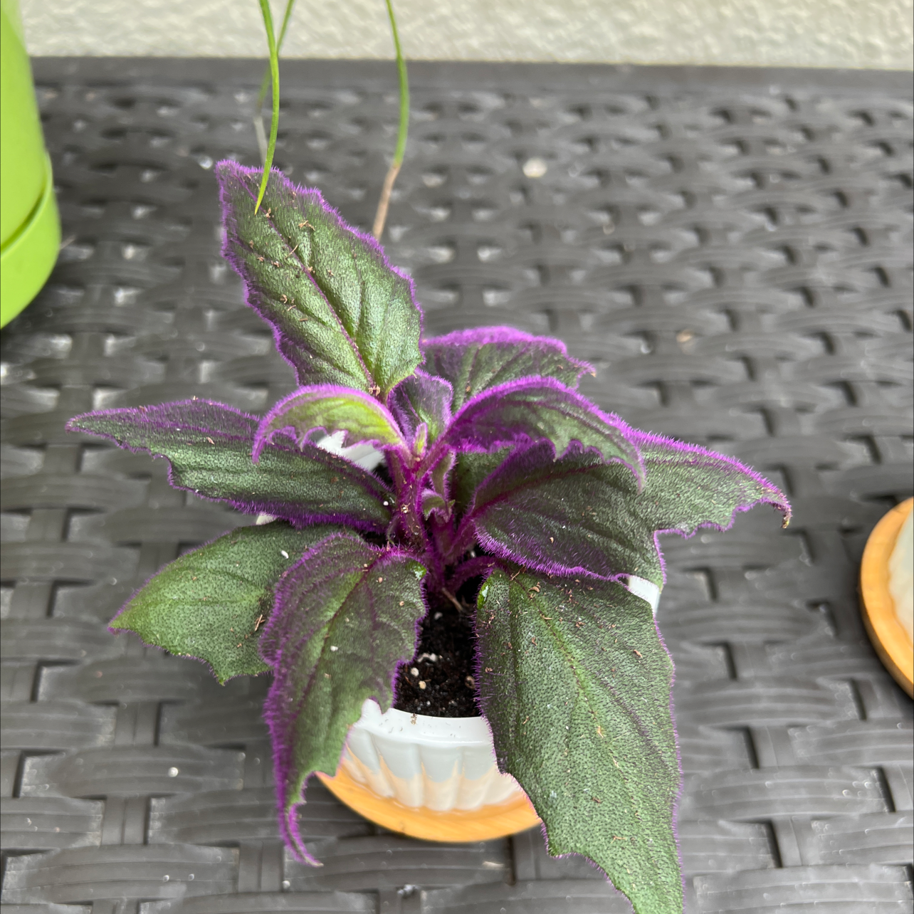 My Purple Velvet Plant's Sunlight Needs