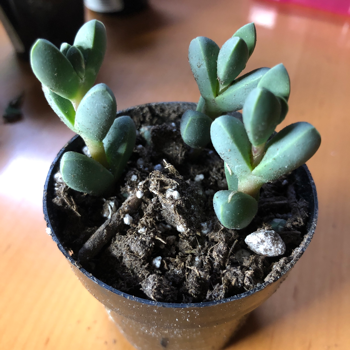 Symbolism and Benefits of the Beads Lampranthus