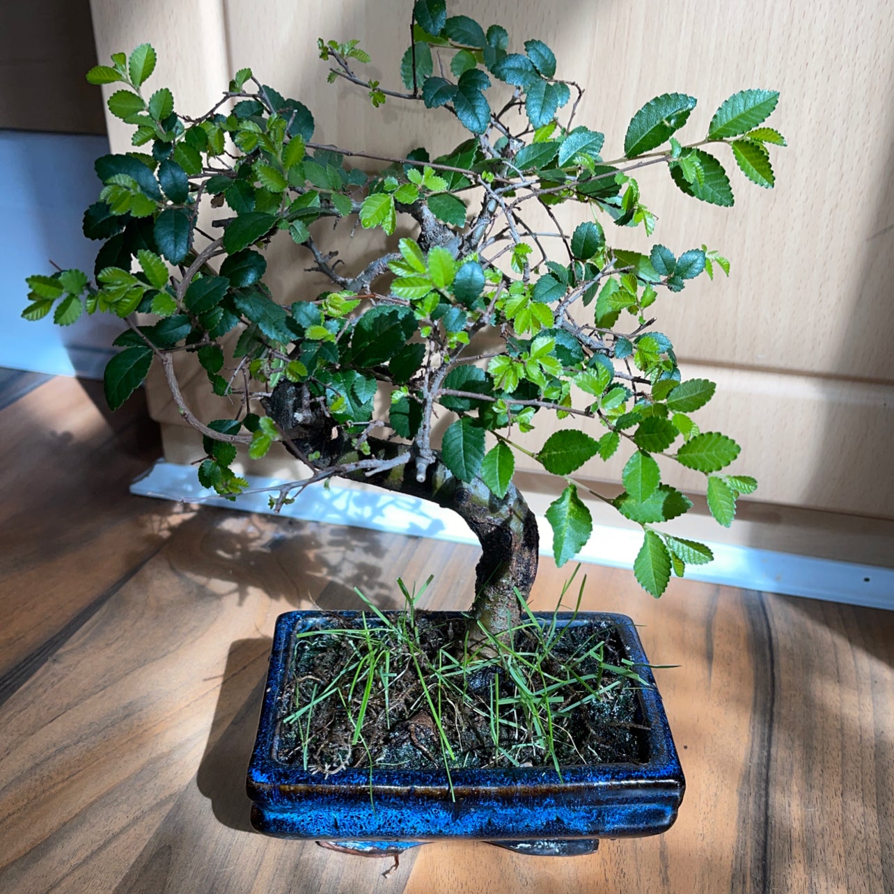 Symbolism and Benefits of the Chinese Elm