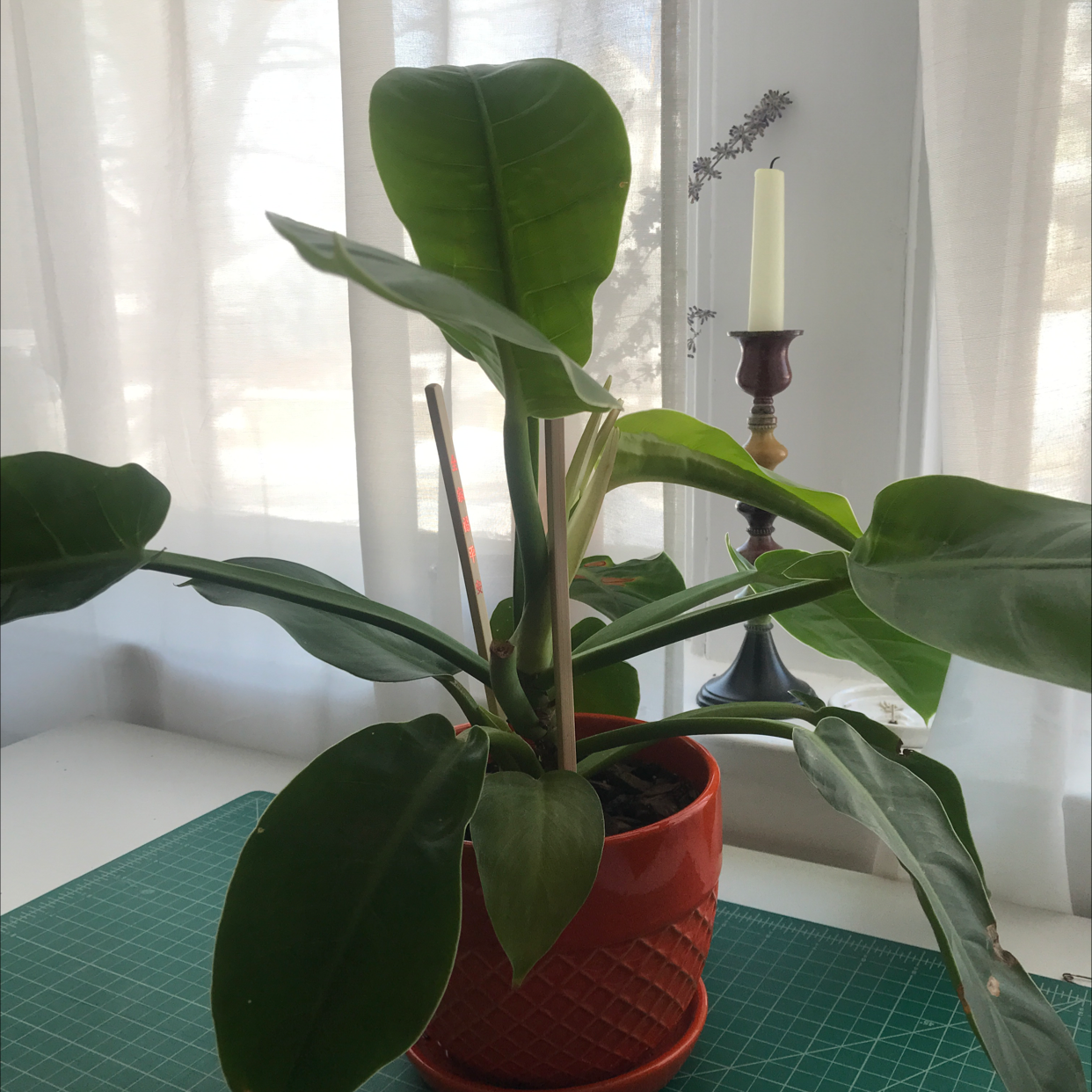 Blushing Philodendron - Fertilizing 101