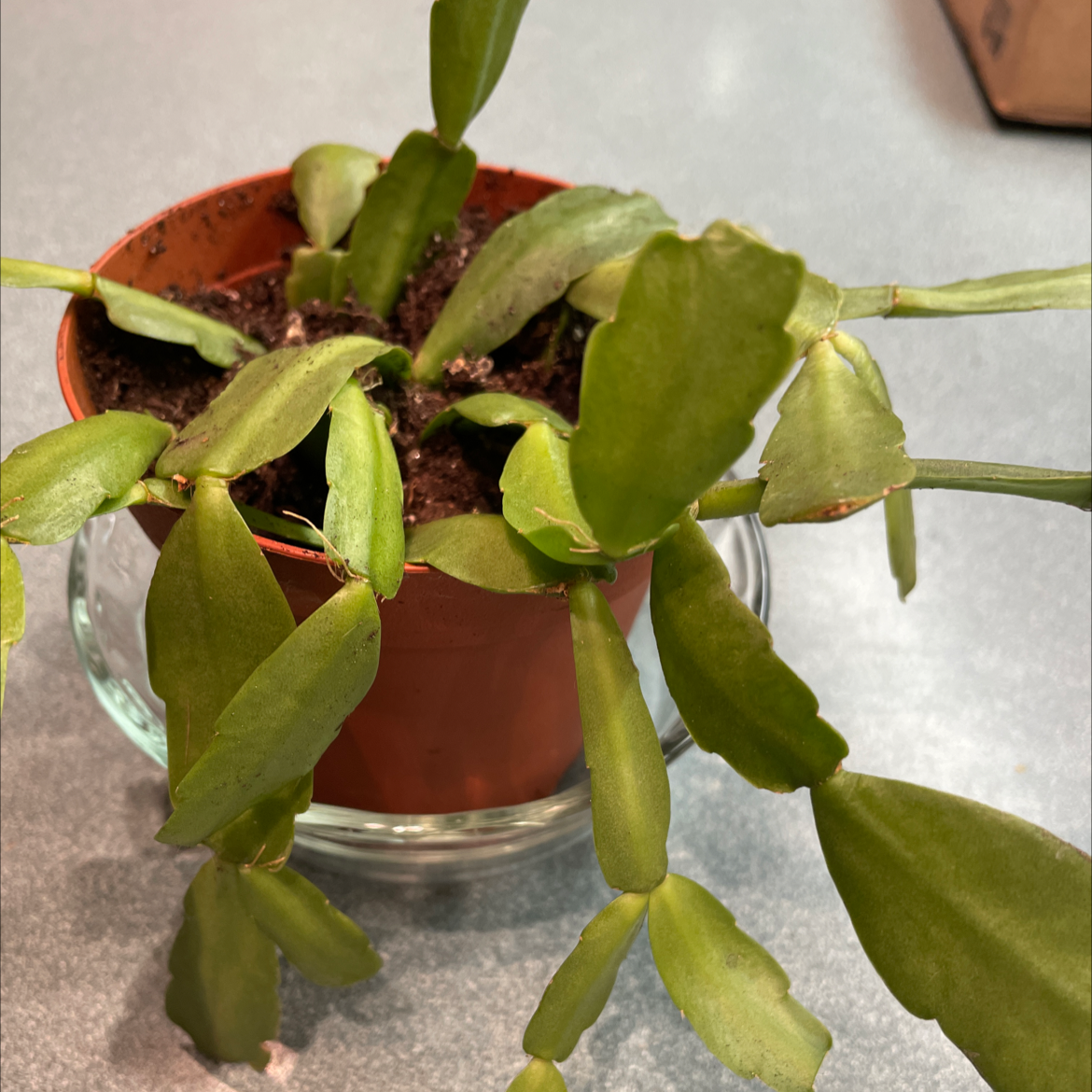 🎄 Propagating My Christmas Cactus: Step-by-Step Guide