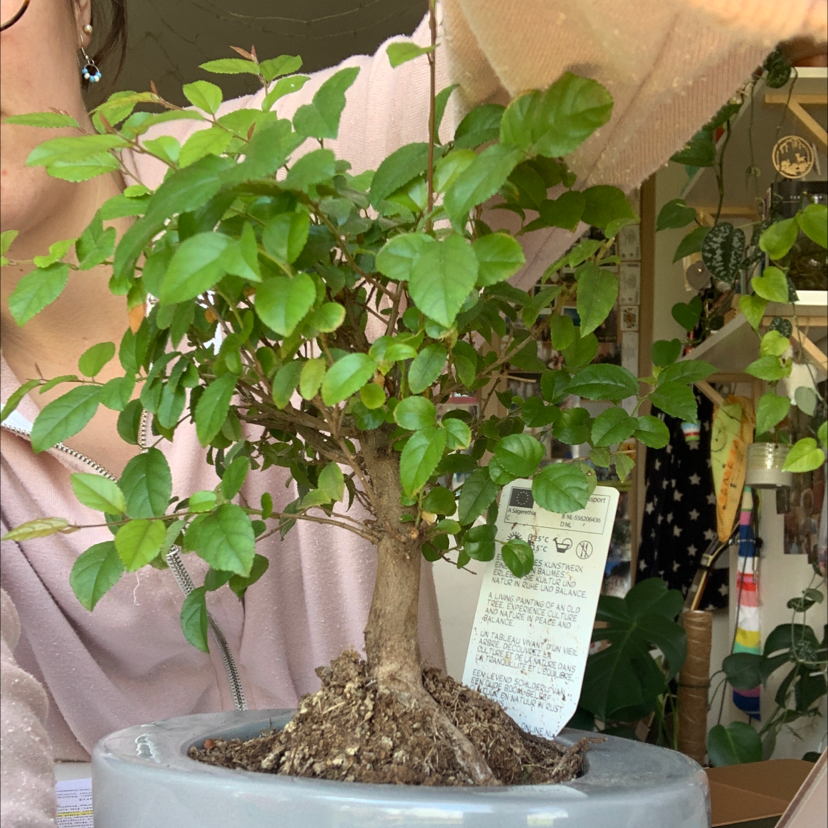 Why Is My Chinese Elm Not Doing Well?